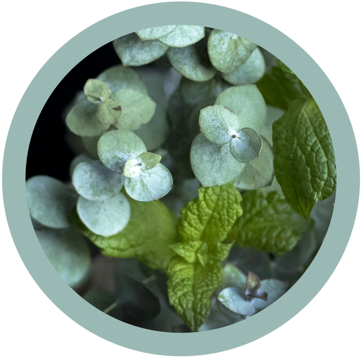 Eucalyptus Spearmint – Pure Energy Apothecary Eucalyptus Spearmint – Pure Energy Apothecary