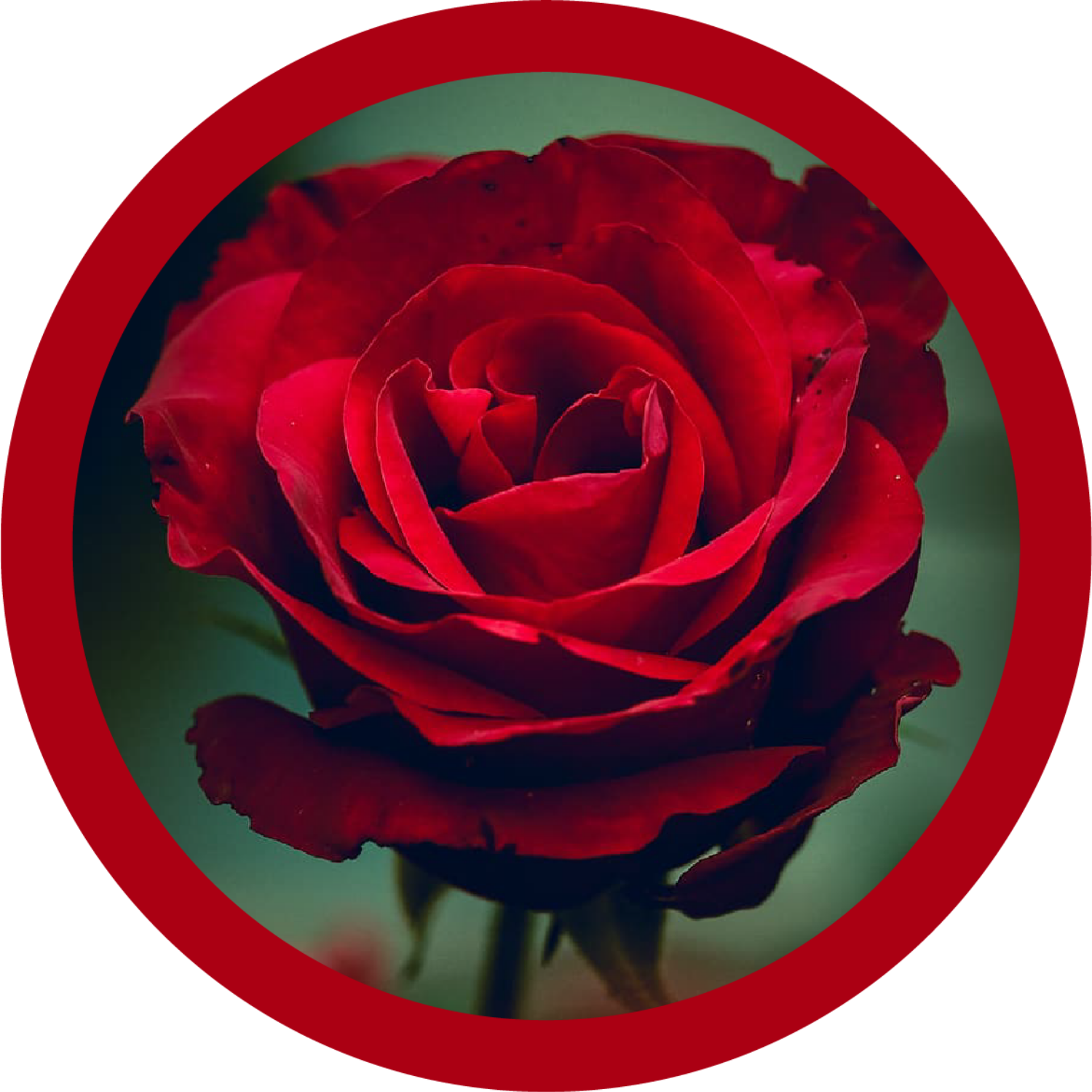 Rose – Pure Energy Apothecary